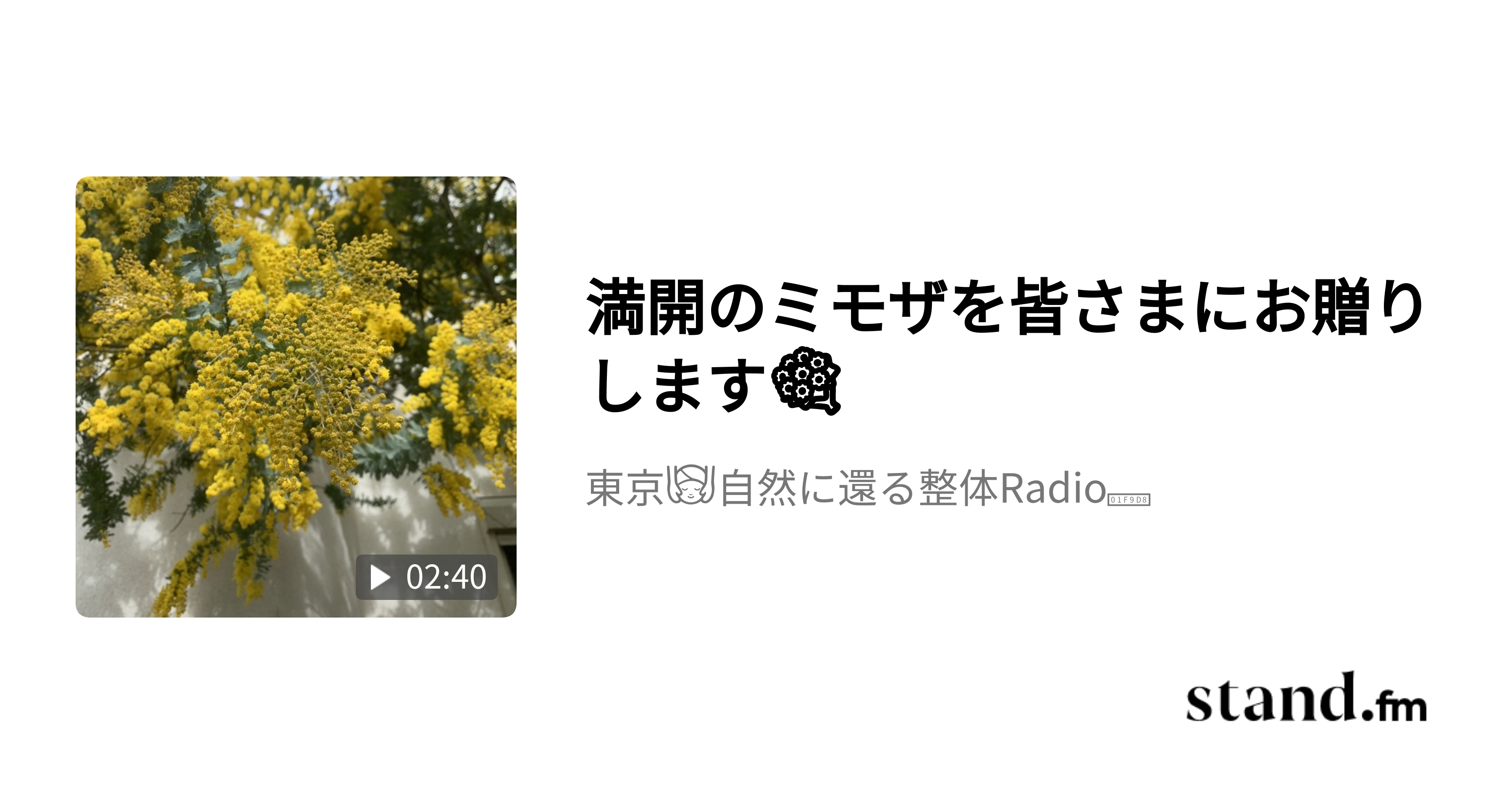 満開のミモザを皆さまにお贈りします💐 - 東京💆自然に還る整体Radio🧘 | stand.fm